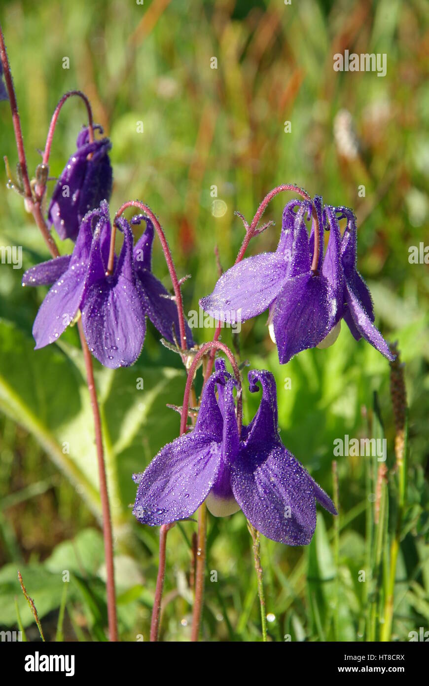 Beautiful mountain flowers. Flora of mountain ranges Stock Photo - Alamy