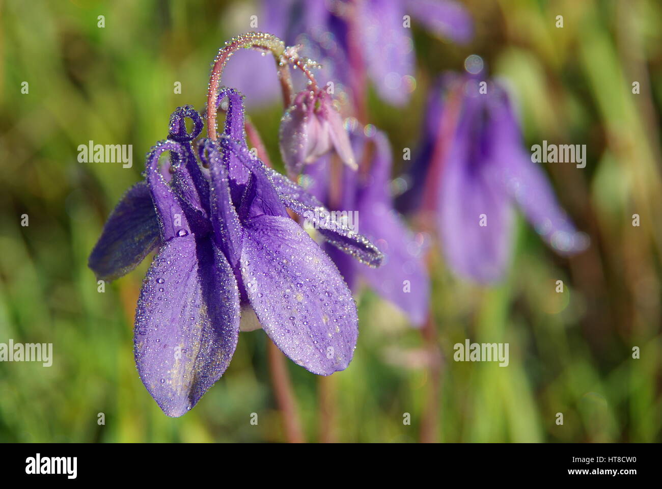 Beautiful mountain flowers. Flora of mountain ranges Stock Photo - Alamy