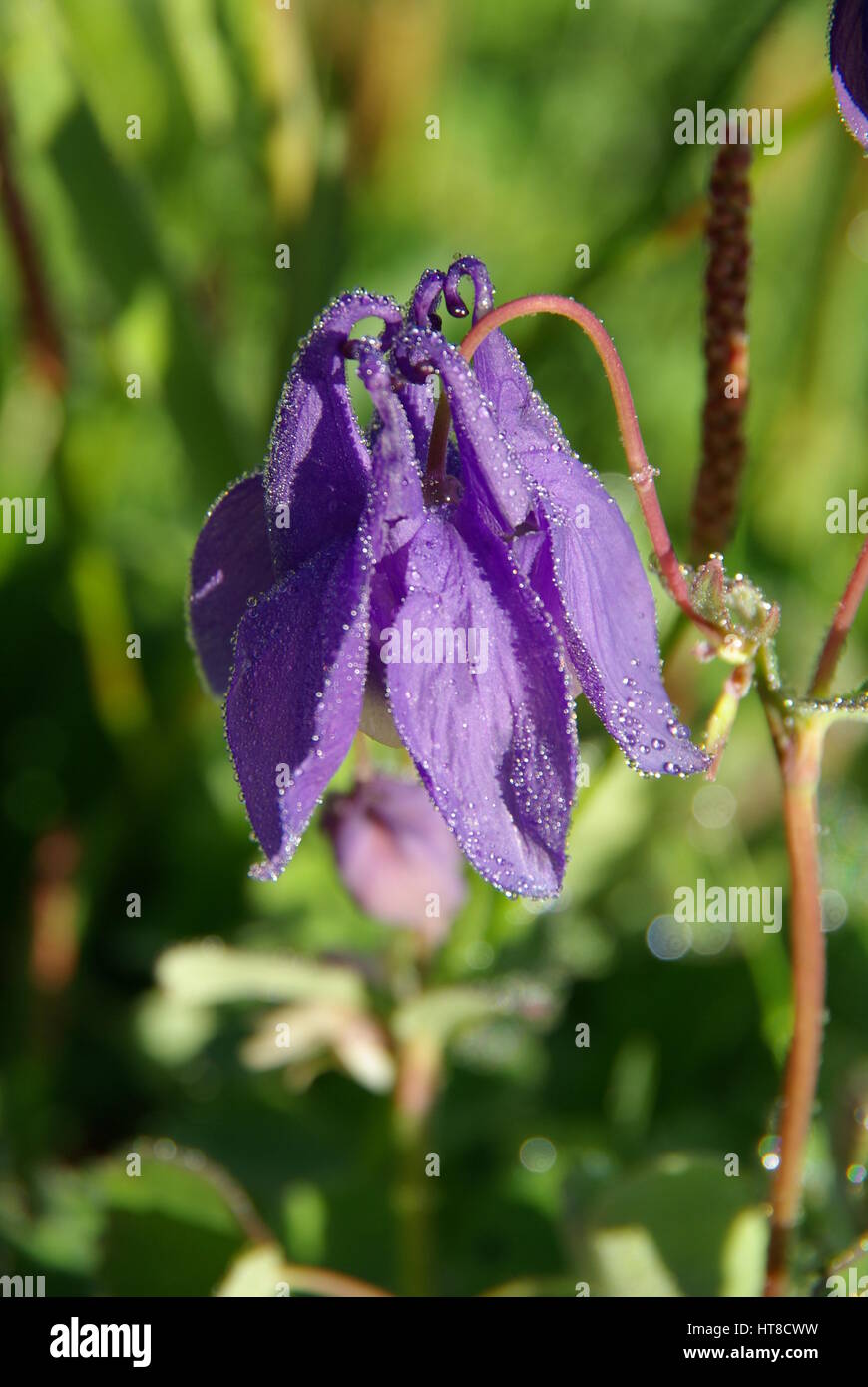 Beautiful mountain flowers. Flora of mountain ranges Stock Photo - Alamy