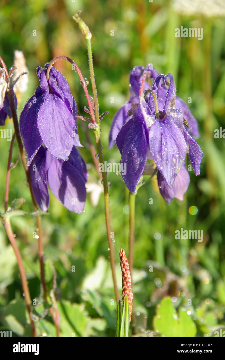 Beautiful mountain flowers. Flora of mountain ranges Stock Photo - Alamy