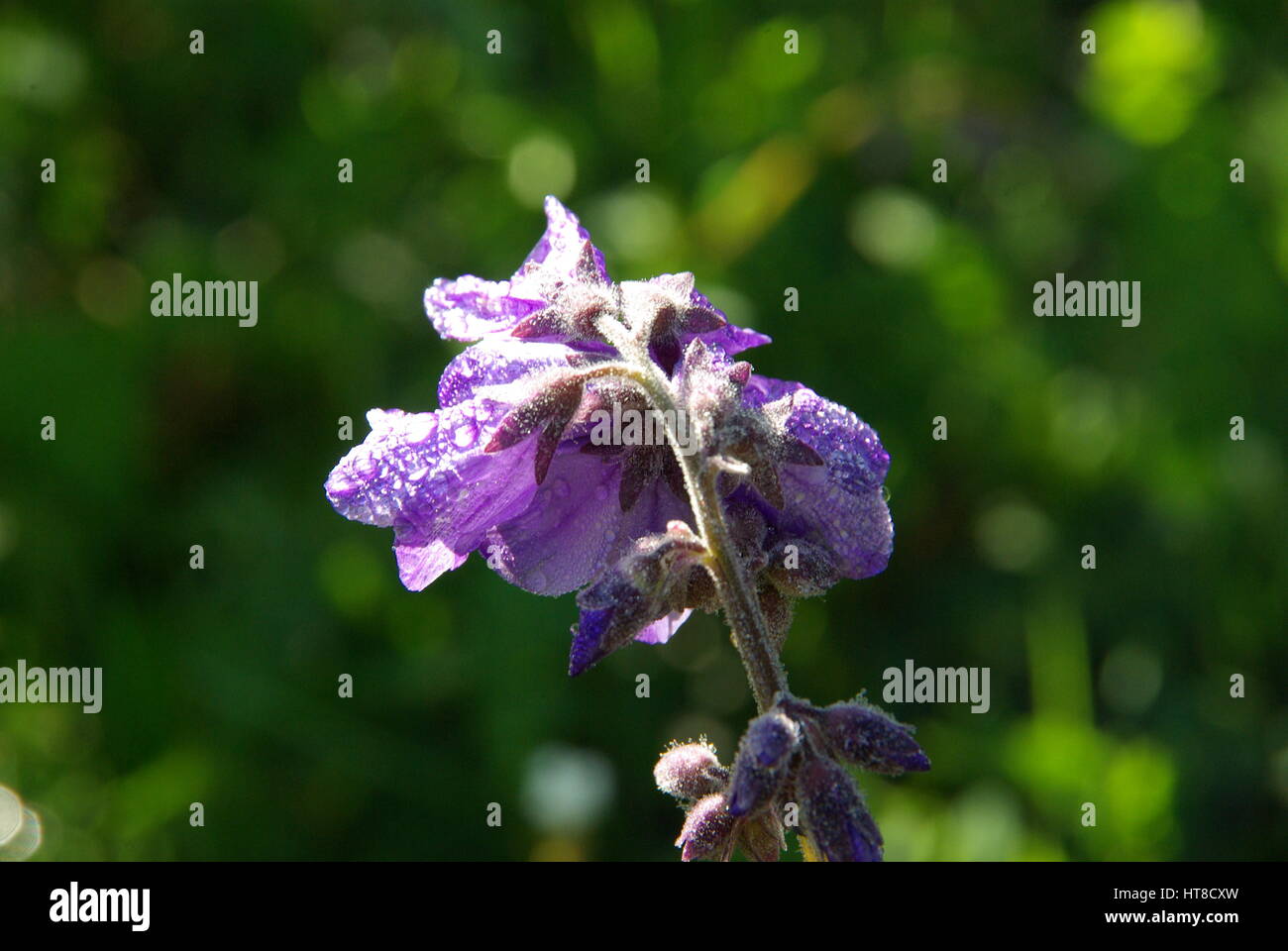 Beautiful mountain flowers. Flora of mountain ranges Stock Photo - Alamy