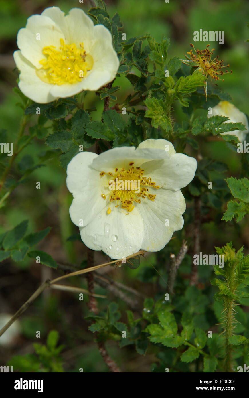 Beautiful mountain flowers. Flora of mountain ranges Stock Photo - Alamy