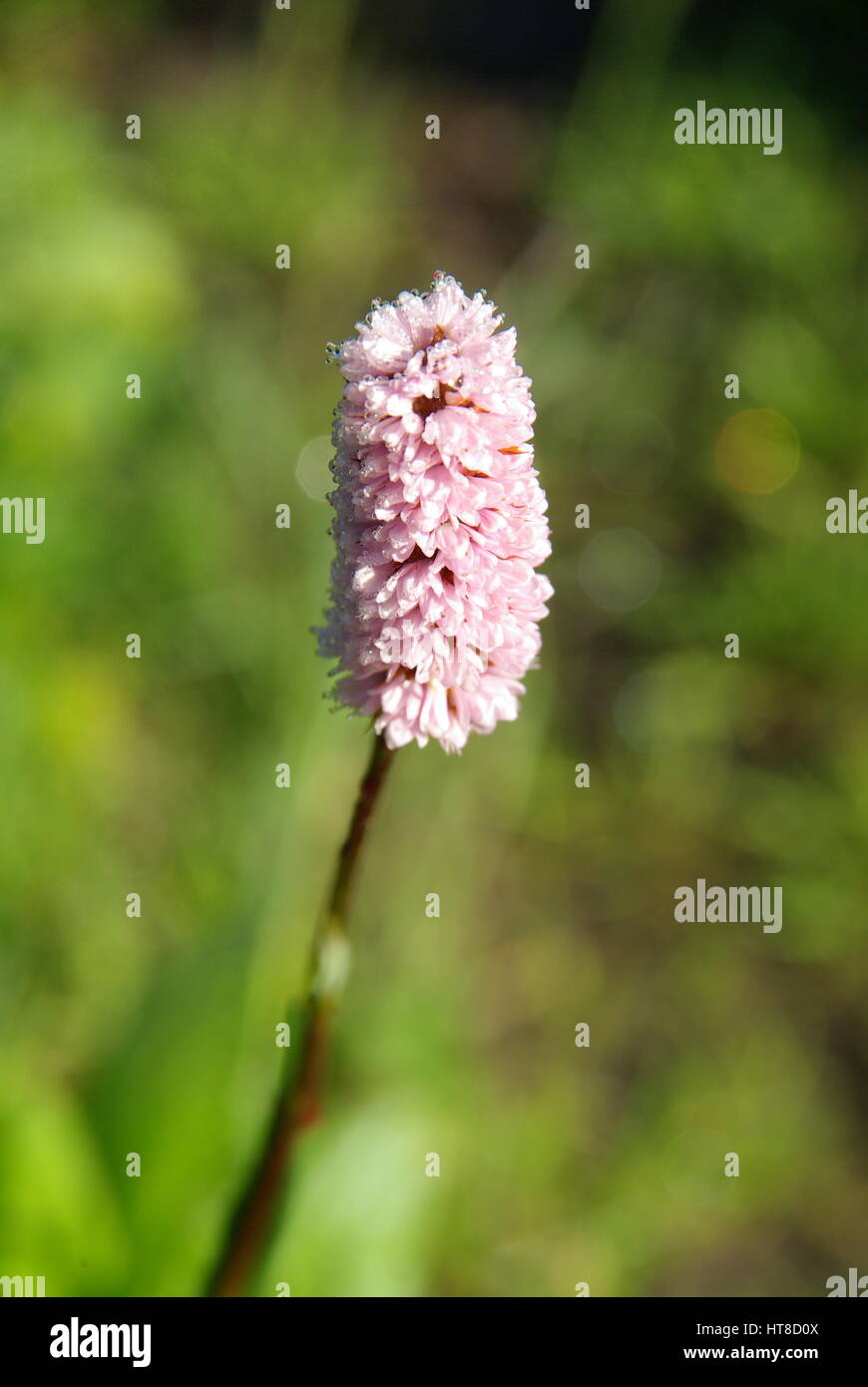 Beautiful mountain flowers. Flora of mountain ranges Stock Photo - Alamy