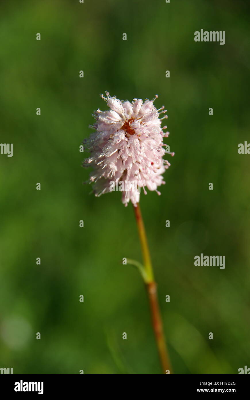 Beautiful mountain flowers. Flora of mountain ranges Stock Photo - Alamy