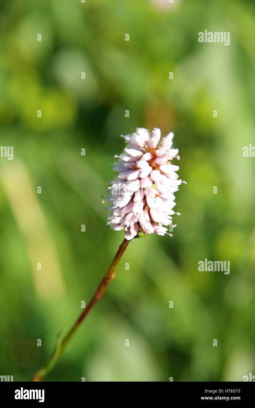 Beautiful mountain flowers. Flora of mountain ranges Stock Photo - Alamy