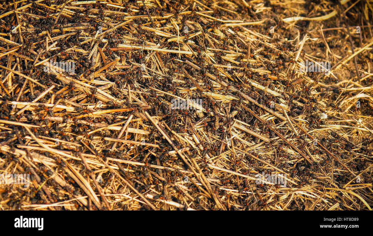 Worker ants and queen hi-res stock photography and images - Alamy