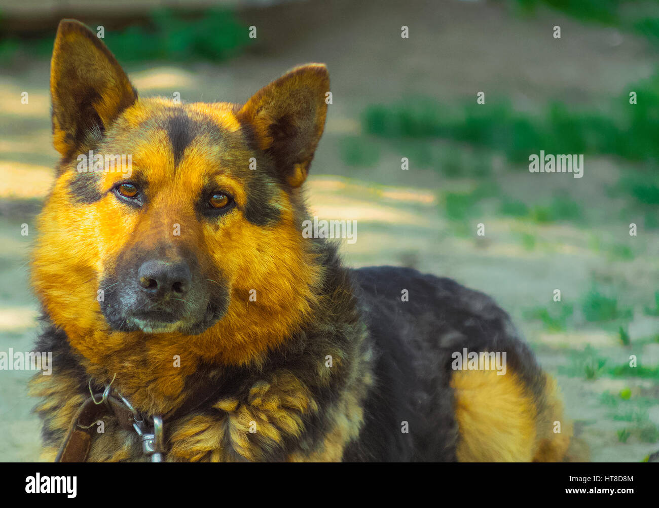 The beautiful shepherd on the chain in the yard closeup Stock Photo - Alamy