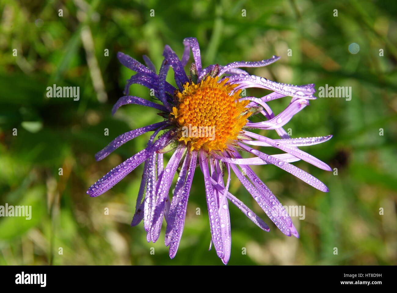 Beautiful mountain flowers. Flora of mountain ranges Stock Photo - Alamy