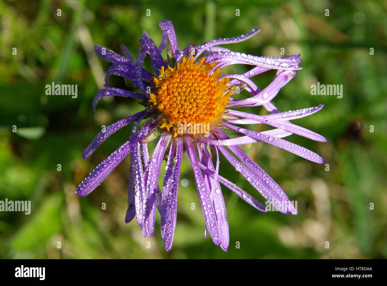 Beautiful mountain flowers. Flora of mountain ranges Stock Photo - Alamy
