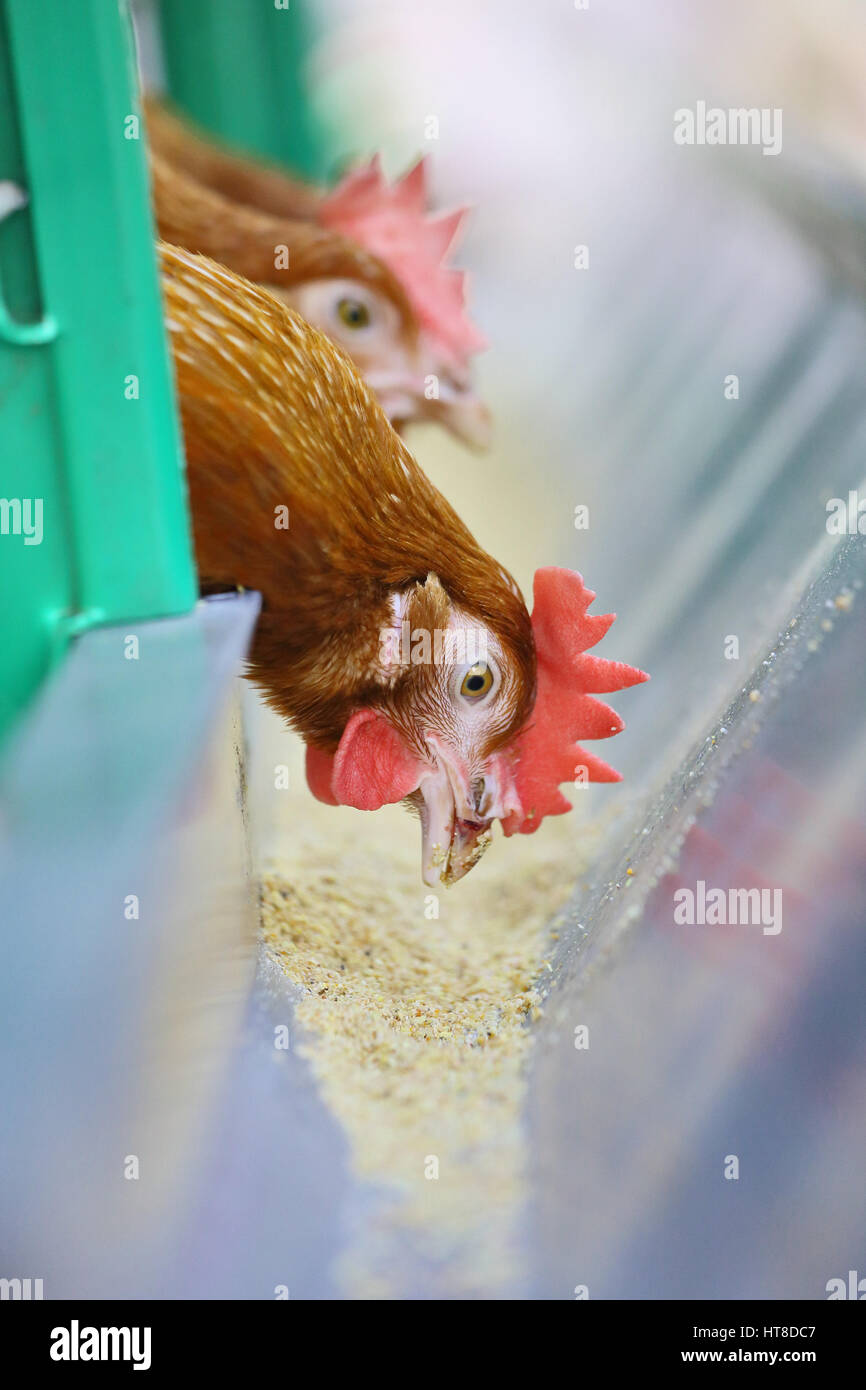 Scarlet chickens hi-res stock photography and images - Alamy