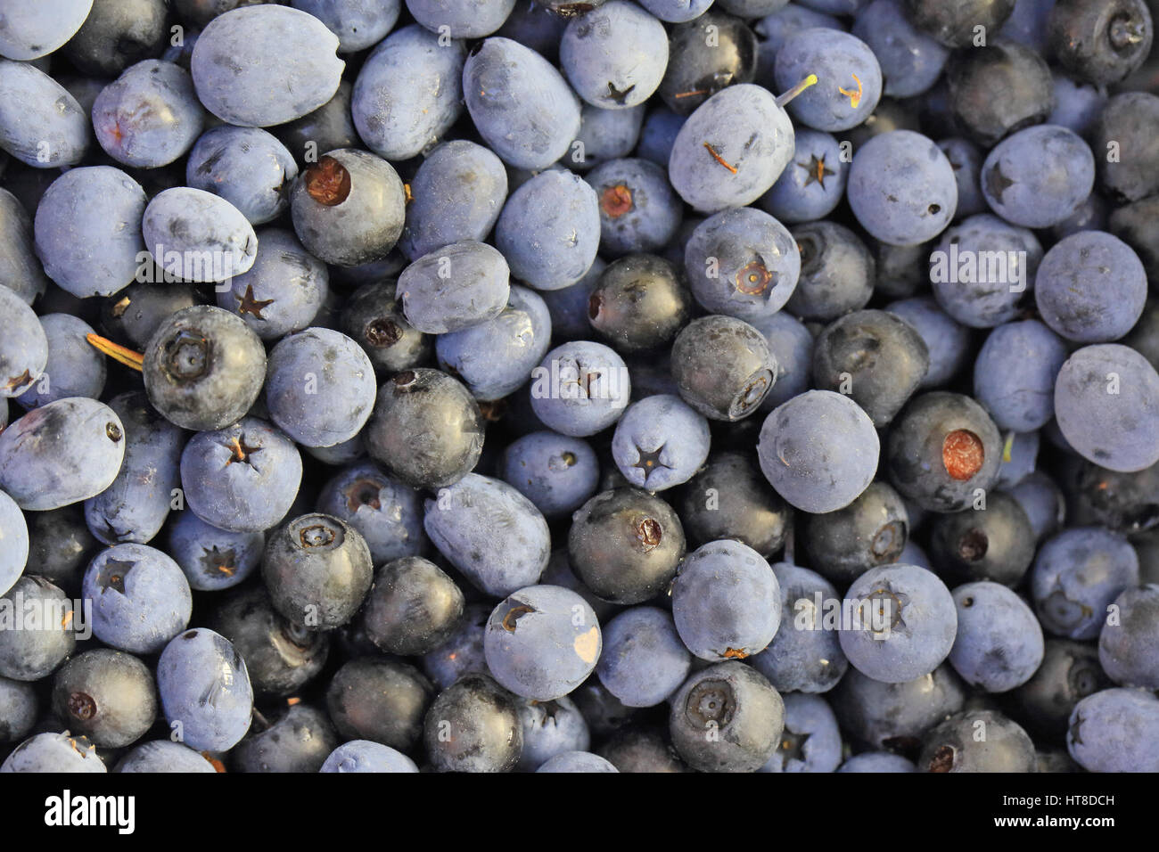 Shrub bilberries hi-res stock photography and images - Alamy