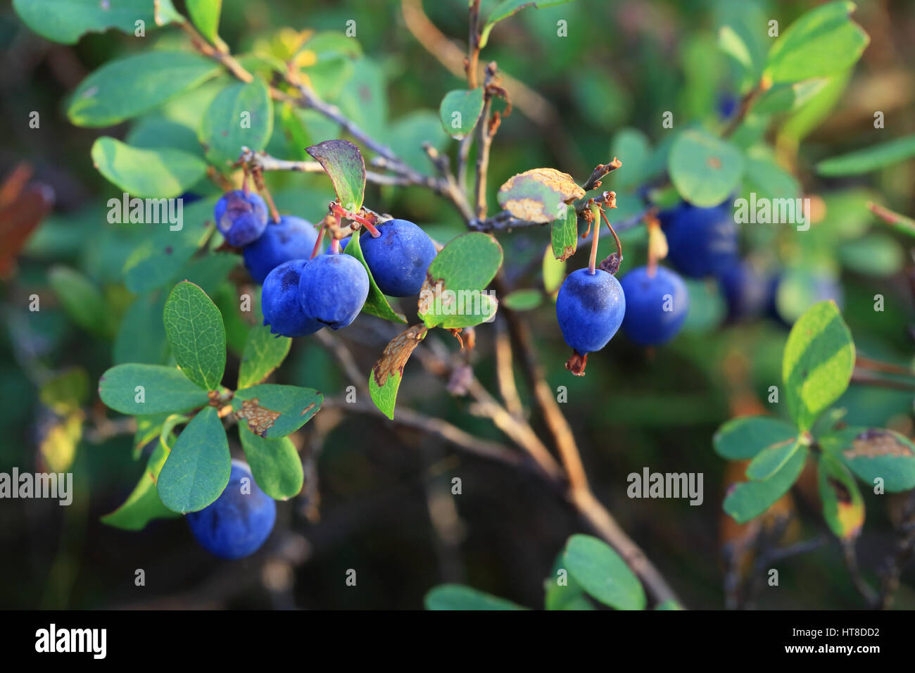 Bog blueberries on the bush Stock Photo - Alamy