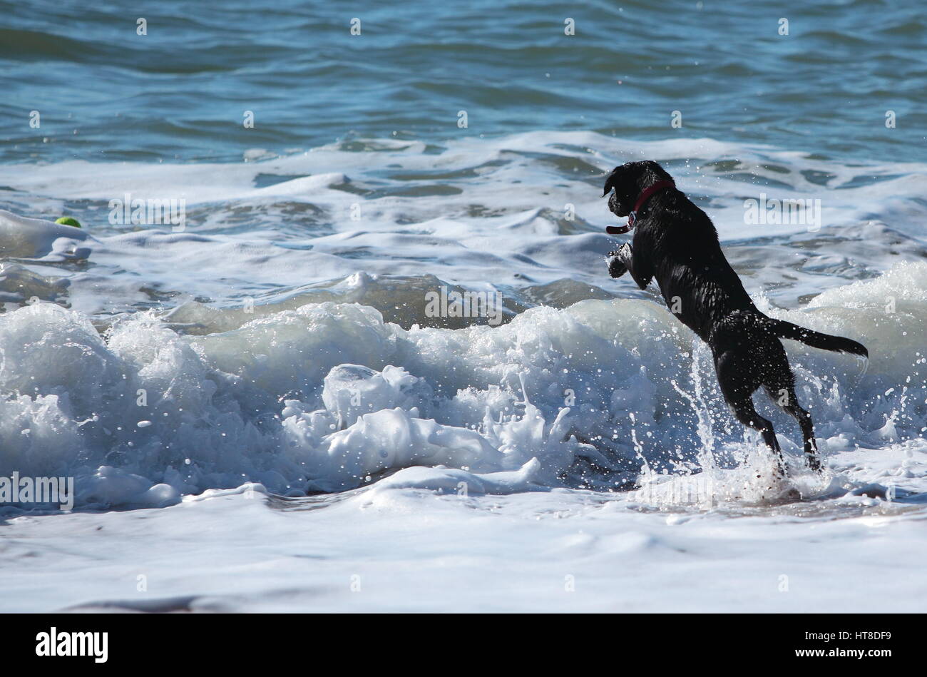 Black lab jumping into water hi-res stock photography and images - Alamy