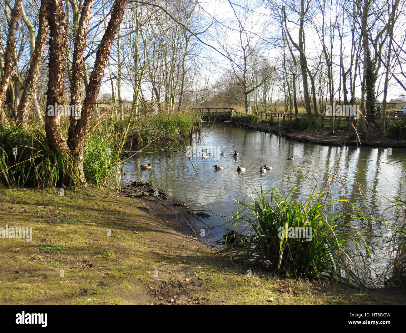 A pond with different duck species in London Wetland Center WWT nature ...