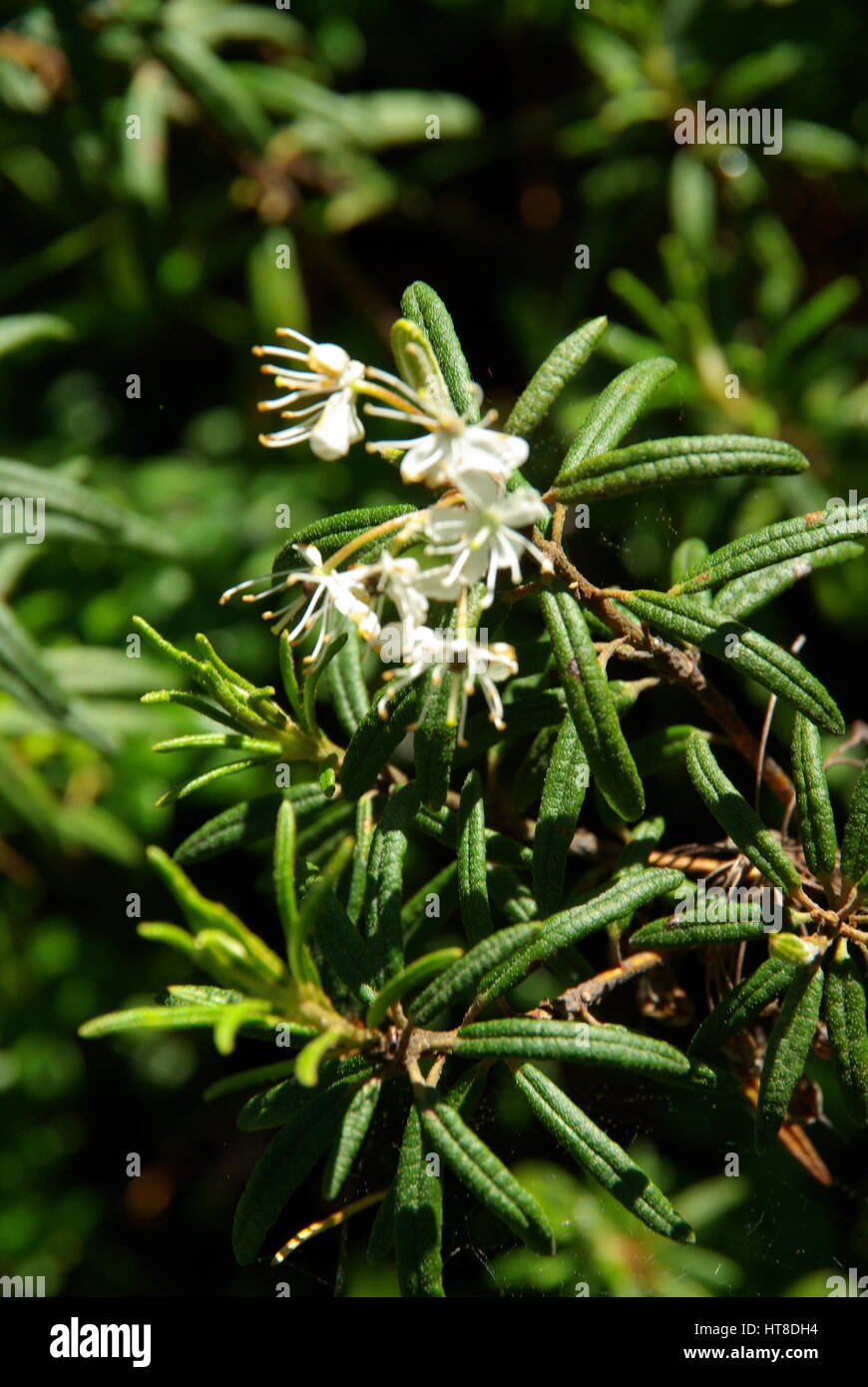 Beautiful mountain flowers. Flora of mountain ranges Stock Photo - Alamy