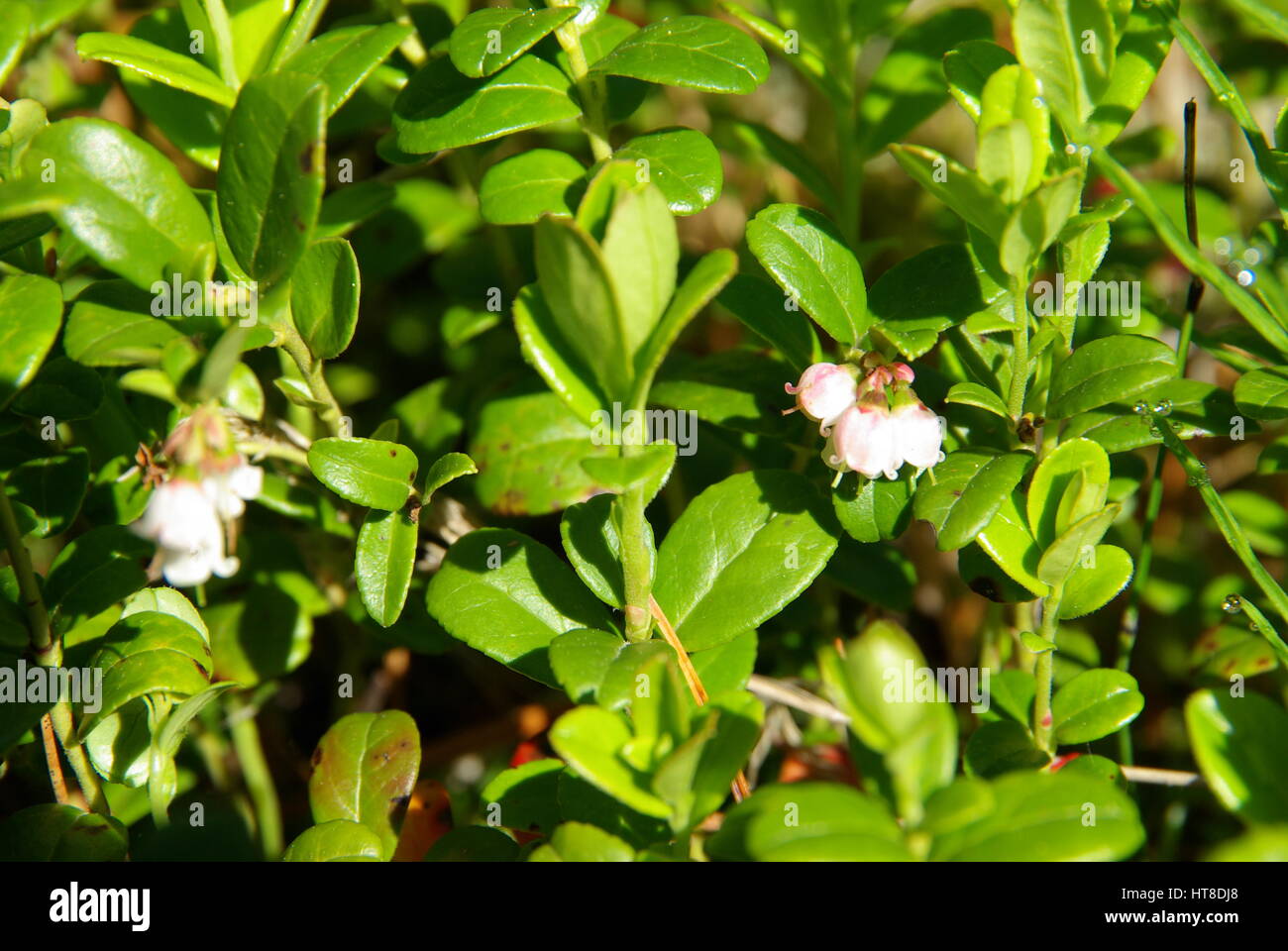 Beautiful mountain flowers. Flora of mountain ranges Stock Photo - Alamy