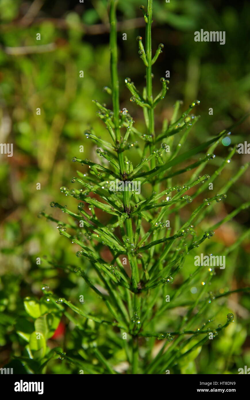 Beautiful mountain flowers. Flora of mountain ranges Stock Photo - Alamy