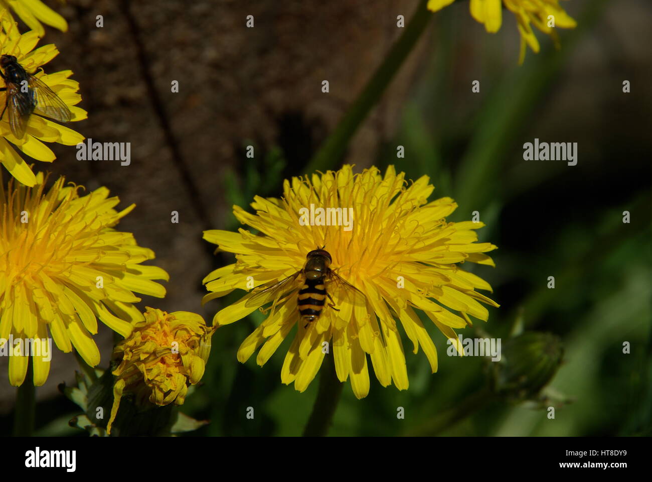 Beautiful mountain flowers. Flora of mountain ranges Stock Photo - Alamy