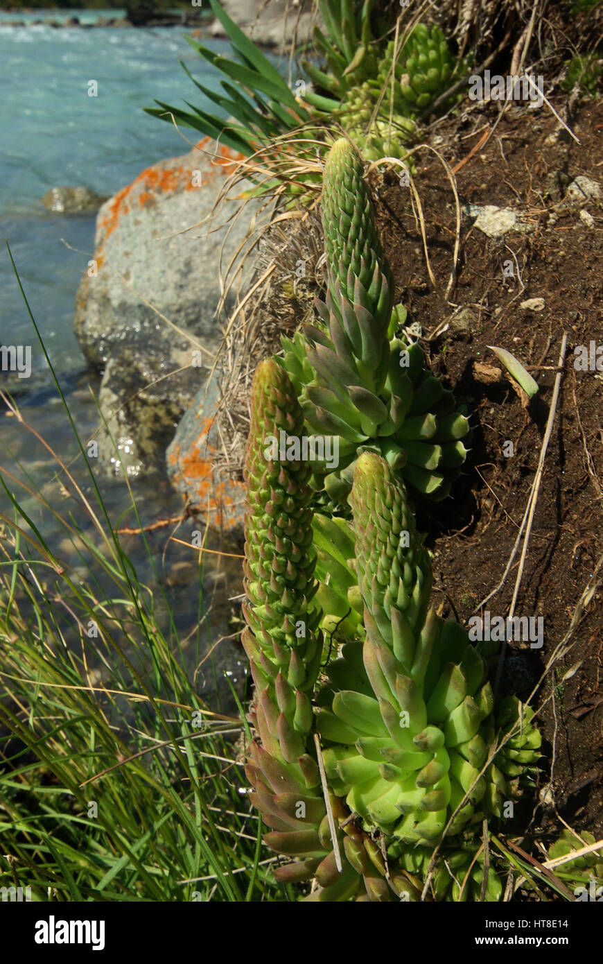 Beautiful mountain flowers. Flora of mountain ranges Stock Photo - Alamy