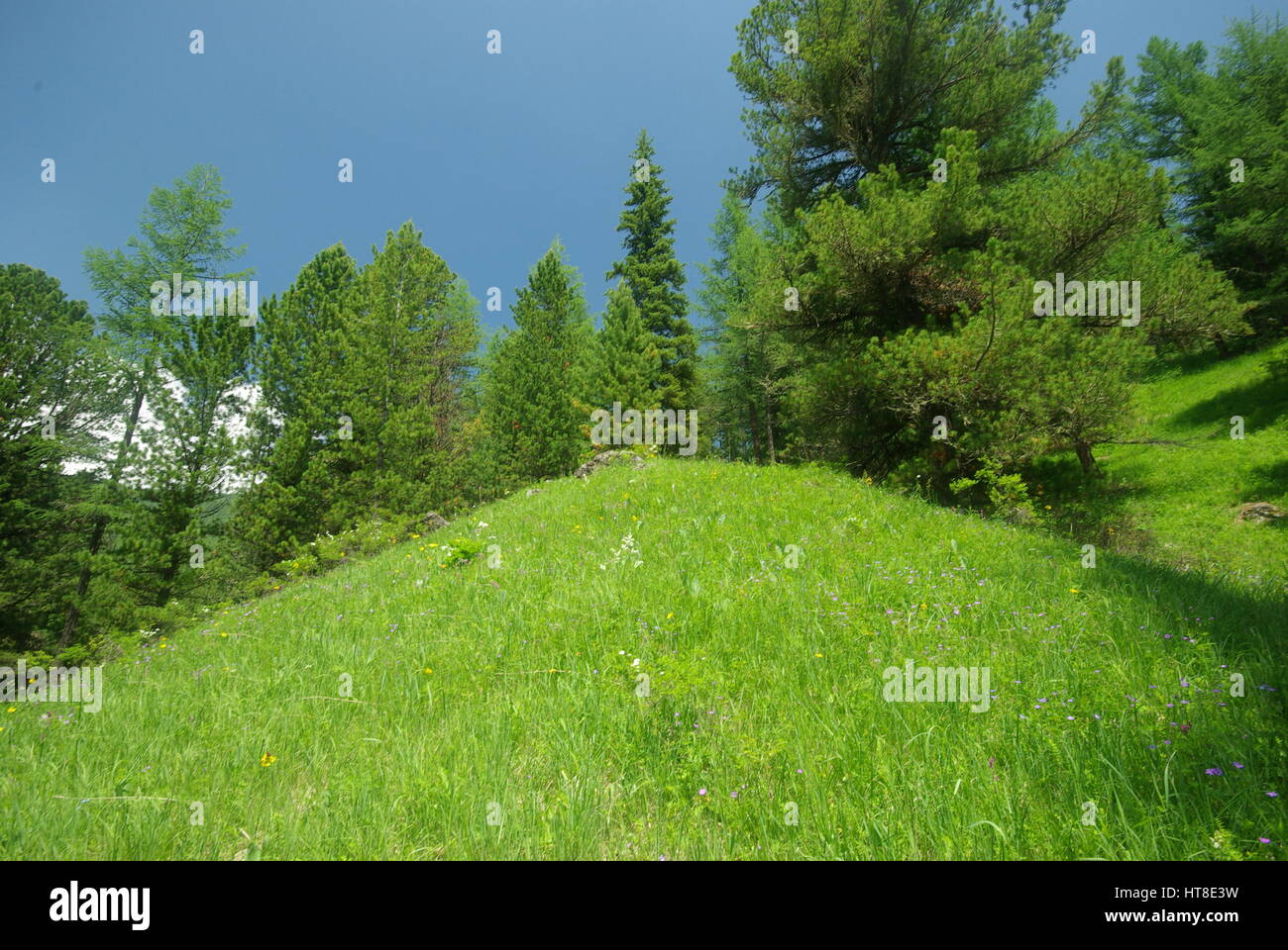 Beautiful mountain flowers. Flora of mountain ranges Stock Photo - Alamy