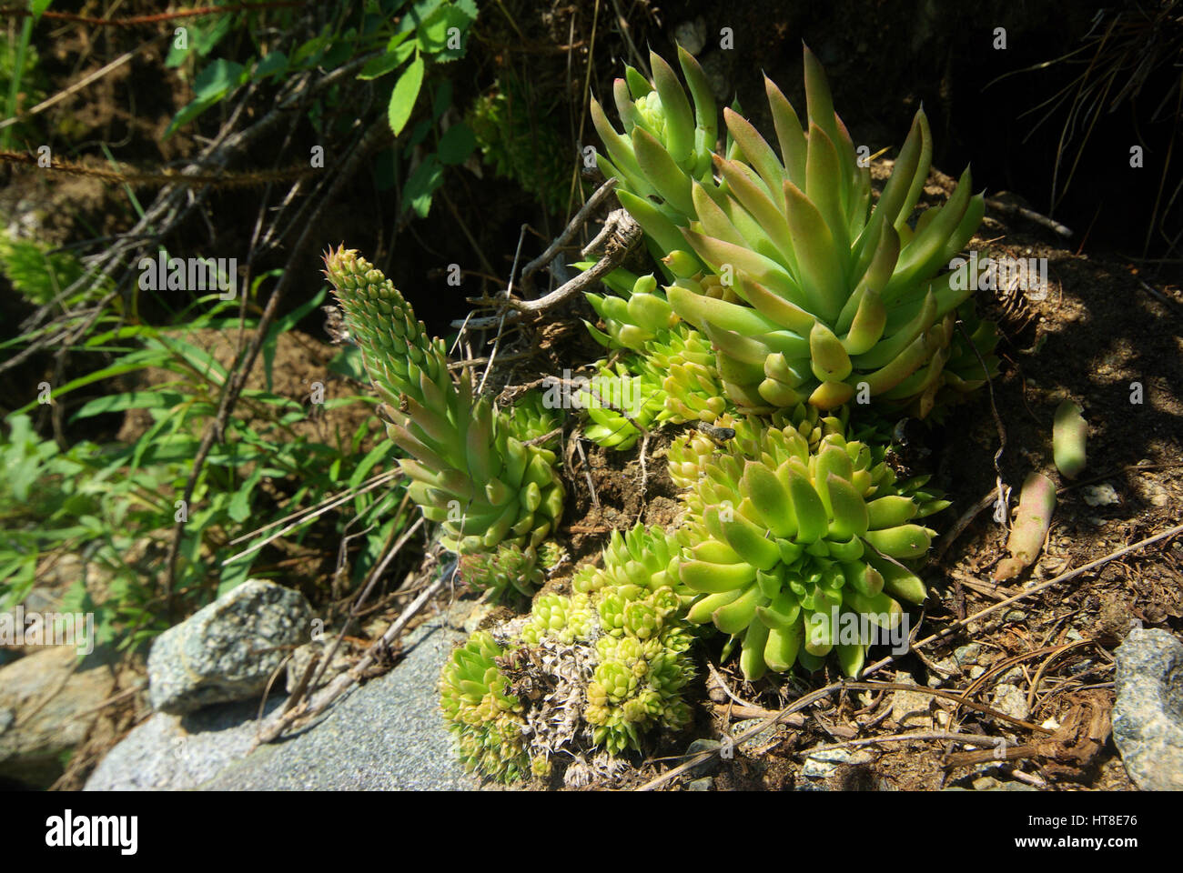 Beautiful mountain flowers. Flora of mountain ranges Stock Photo - Alamy