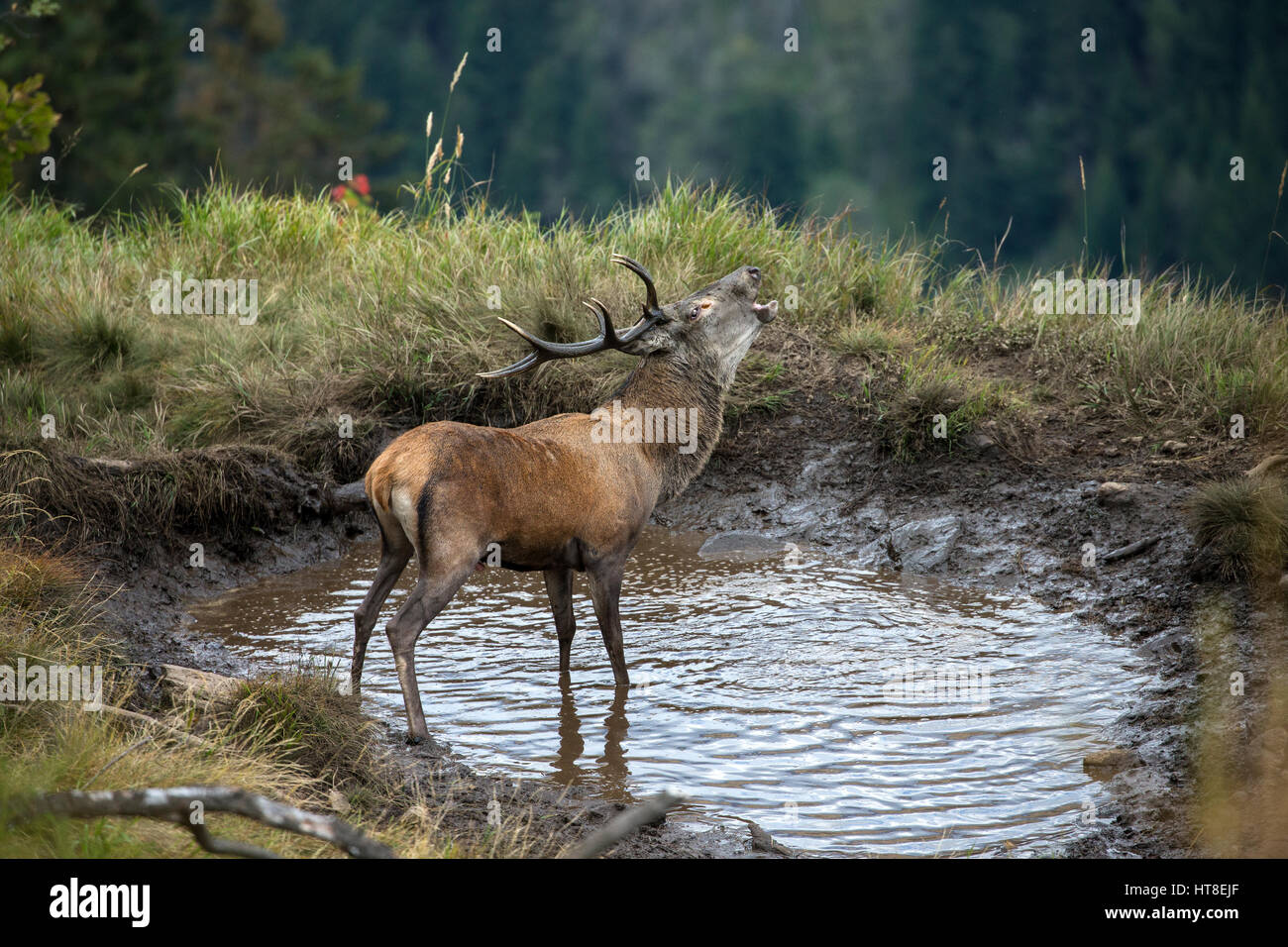 Red deer cervus elaphus in the alps hi-res stock photography and images ...