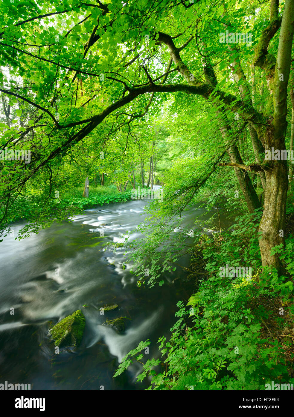 River bank trees hi-res stock photography and images - Alamy
