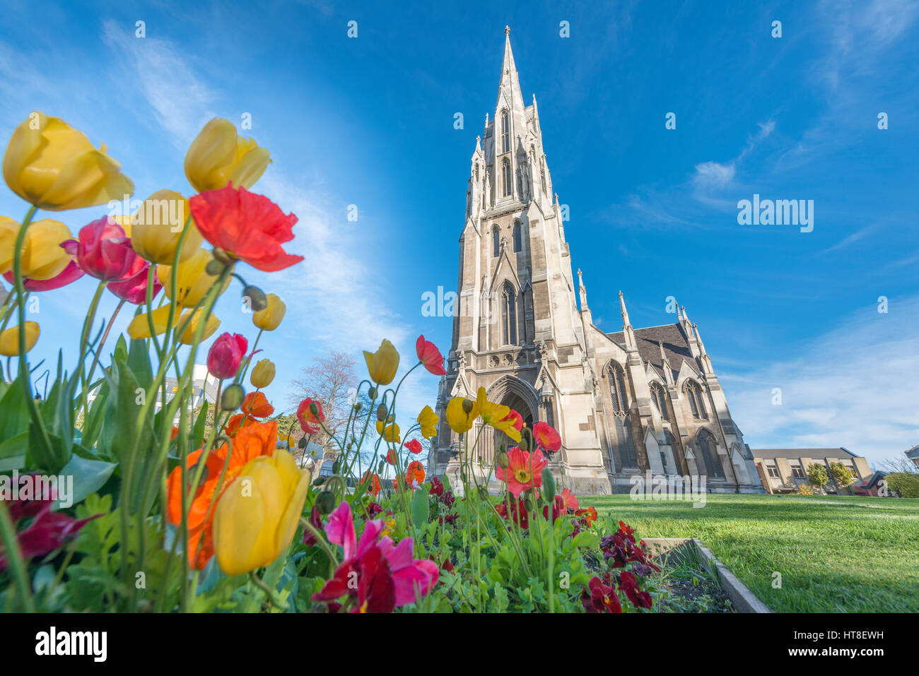 Tulips blooming in front of First Church of Otago, Dunedin, Otago ...