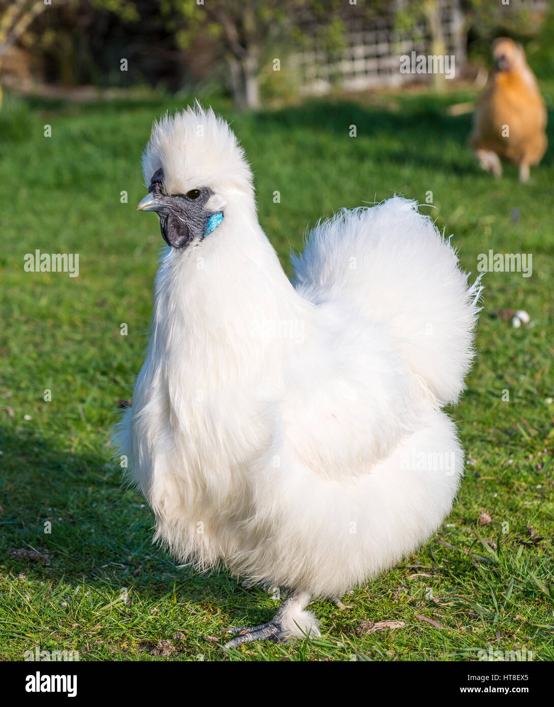 Silkie, domestic chicken (Gallus gallus domesticus), Otago, New Zealand ...