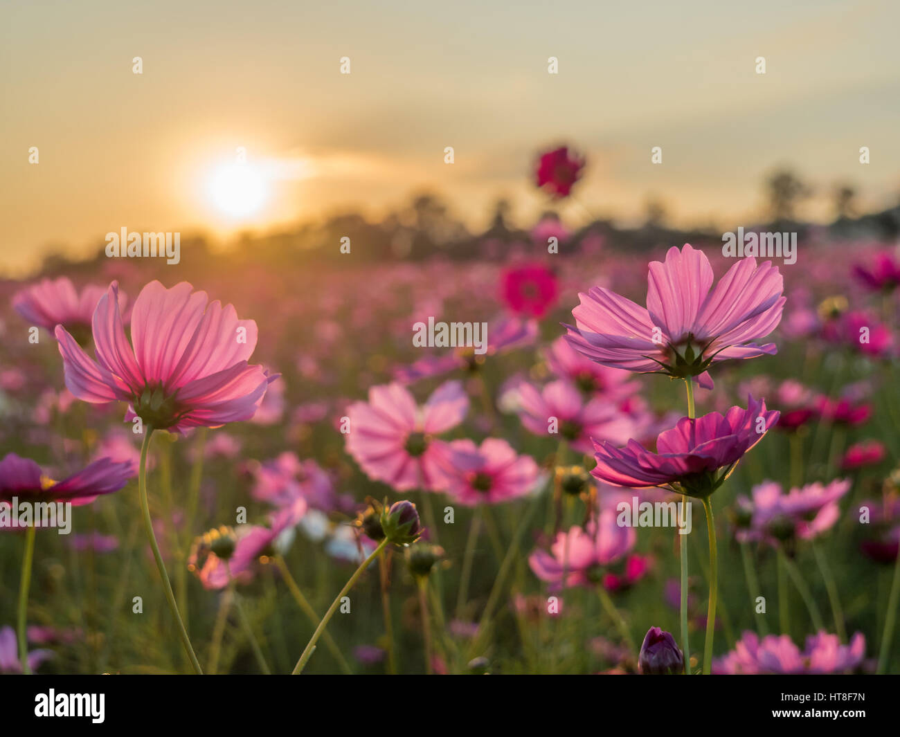Cosmos flower field hi-res stock photography and images - Alamy