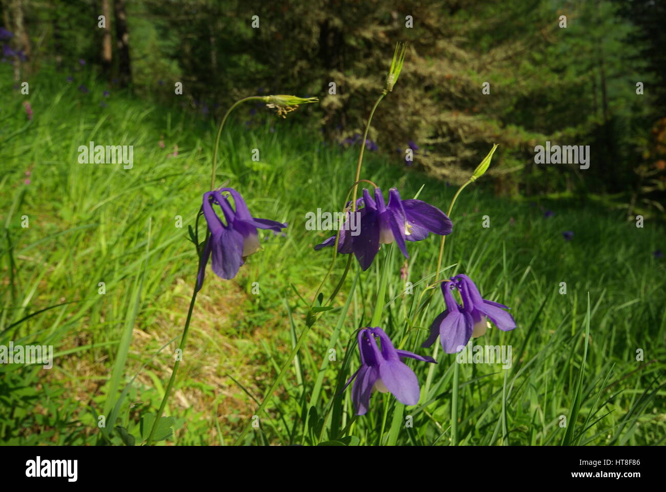 Beautiful mountain flowers. Flora of mountain ranges Stock Photo - Alamy