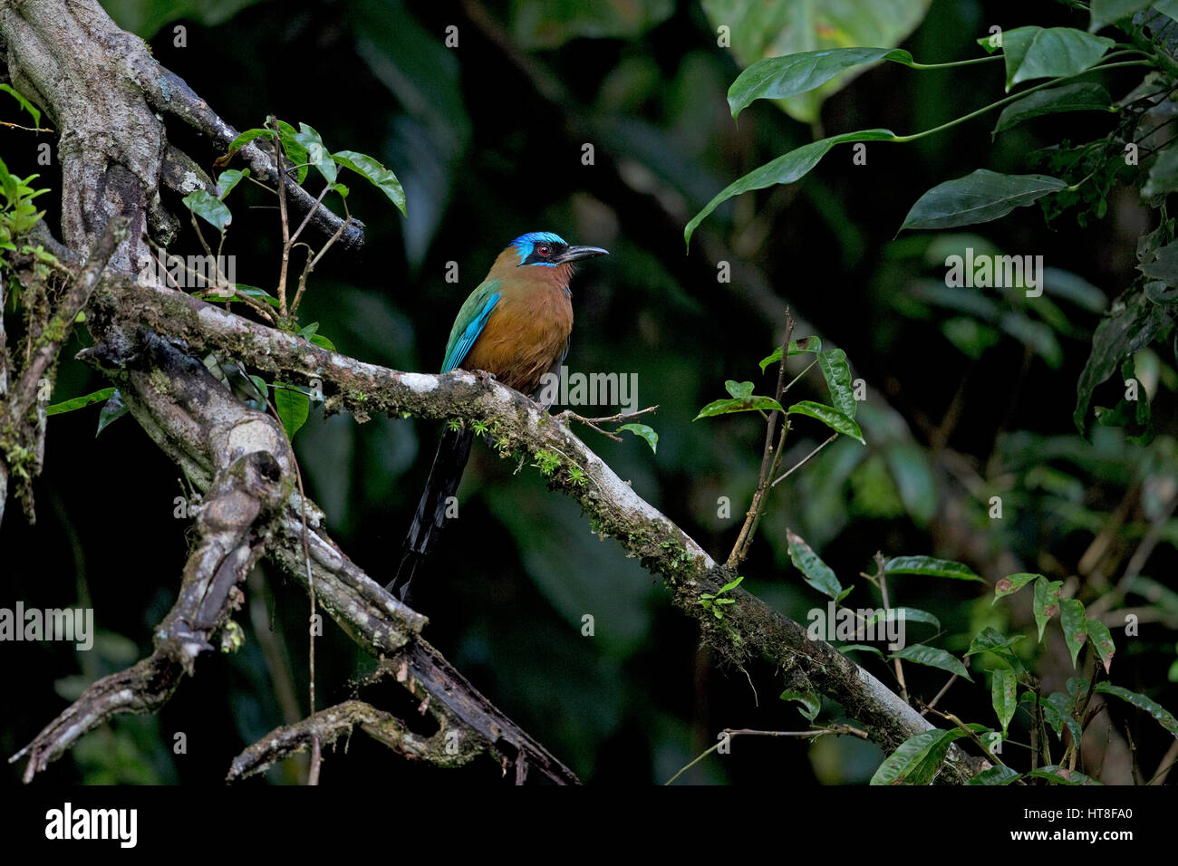 Trinidad Motmot (Momotus bahamensis Stock Photo - Alamy