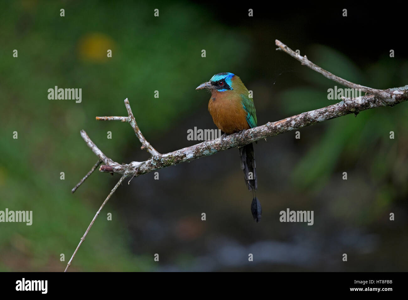 Trinidad Motmot (Momotus bahamensis Stock Photo - Alamy