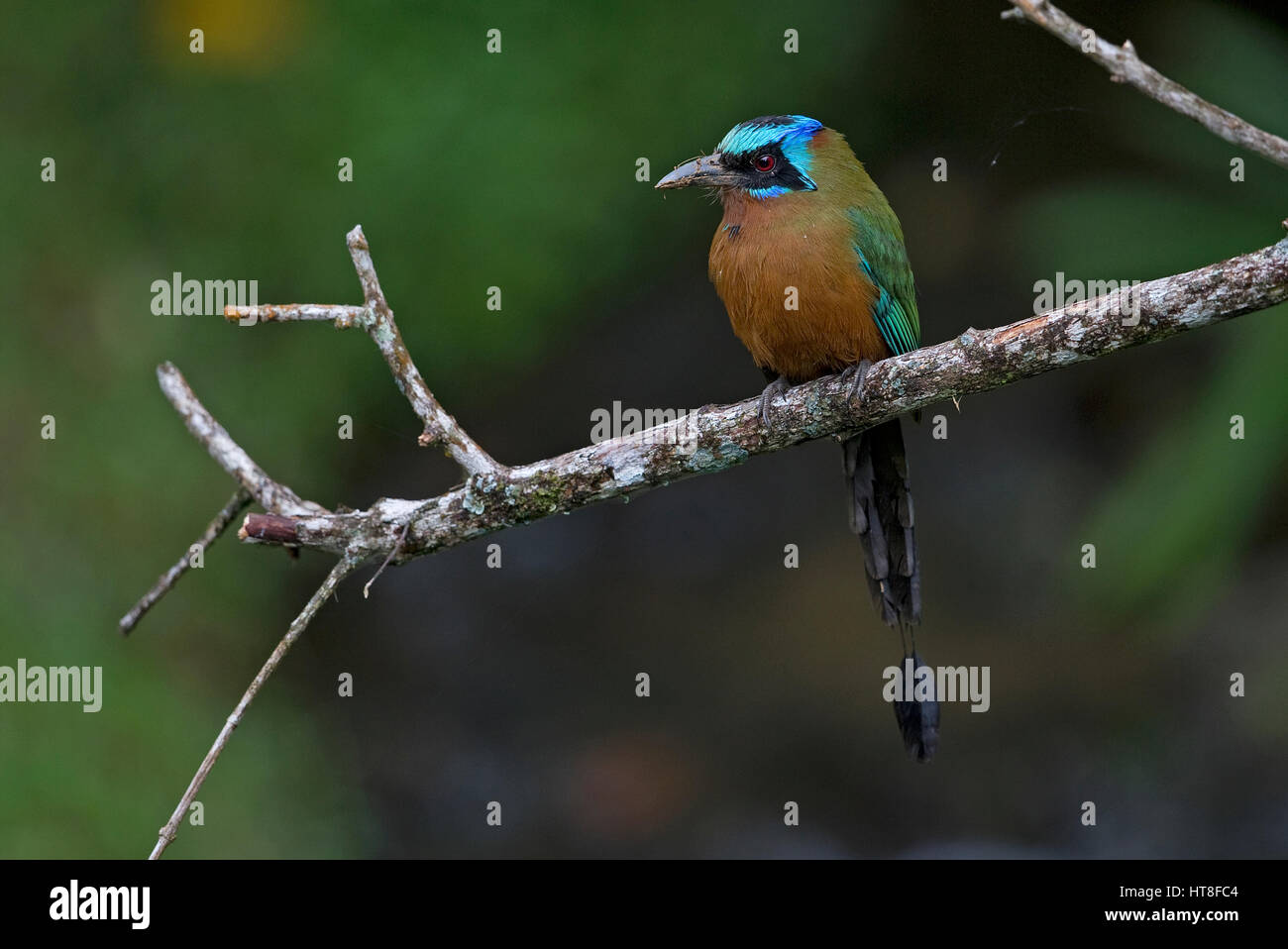 Trinidad Motmot (Momotus bahamensis Stock Photo - Alamy