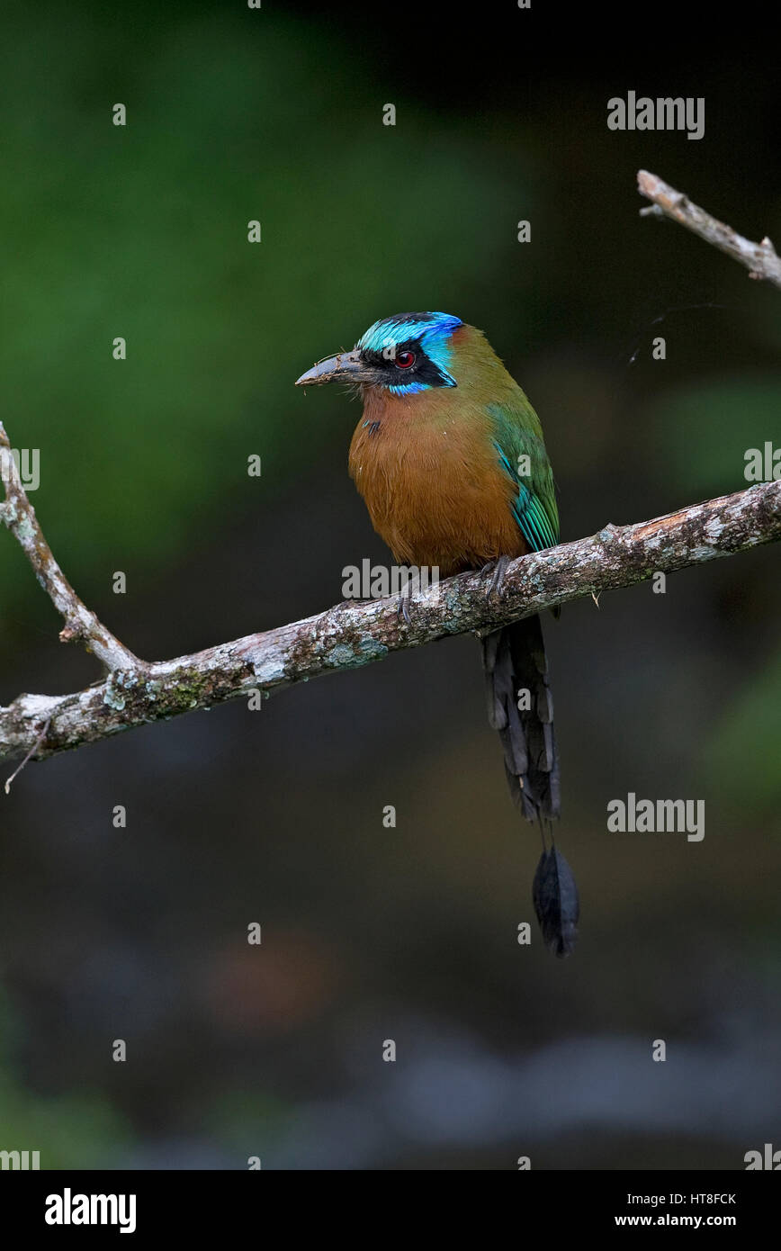 Trinidad Motmot (Momotus bahamensis Stock Photo - Alamy