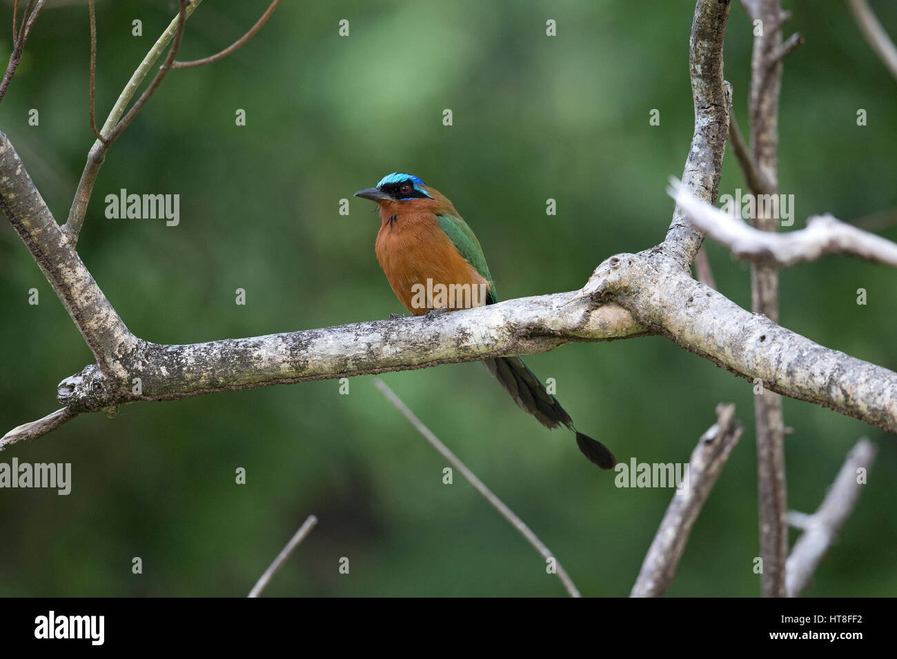 Trinidad Motmot (Momotus bahamensis Stock Photo - Alamy