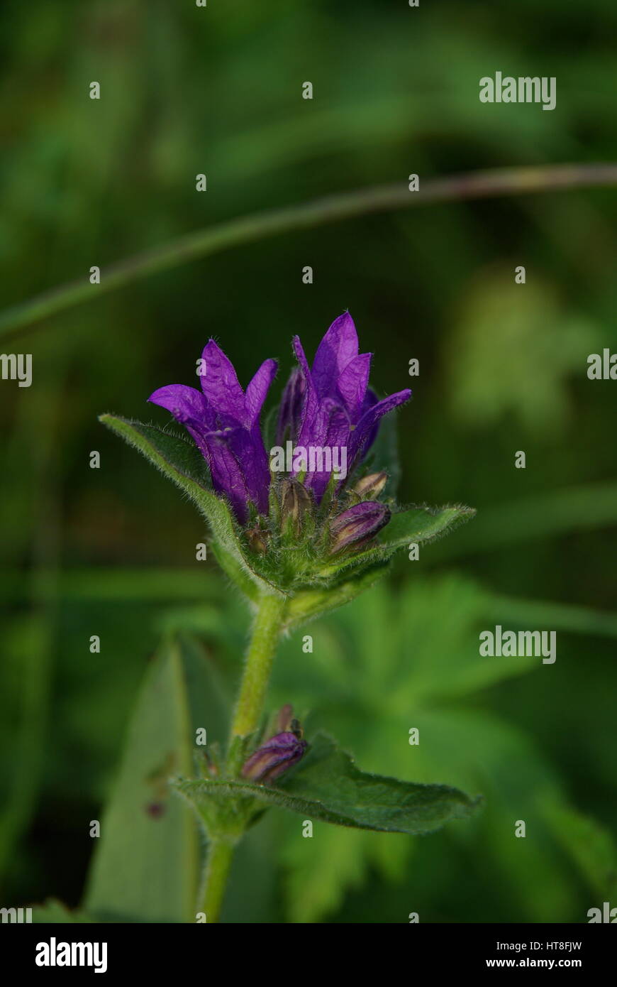Beautiful mountain flowers. Flora of mountain ranges Stock Photo - Alamy