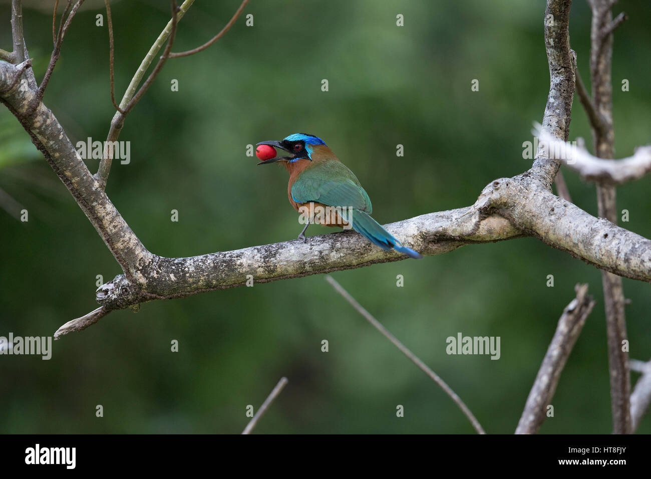 Trinidad Motmot (Momotus bahamensis Stock Photo - Alamy