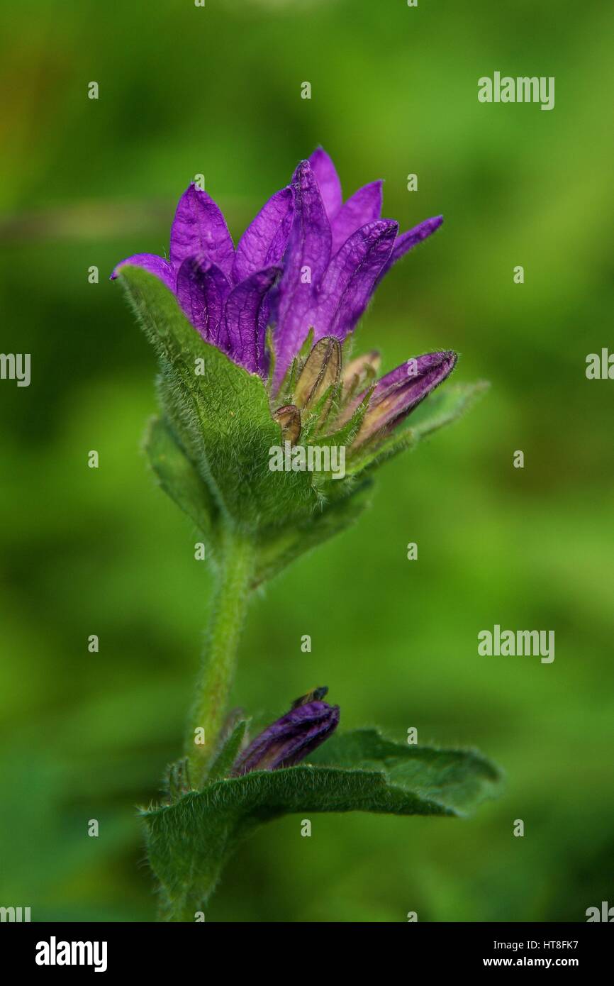Beautiful mountain flowers. Flora of mountain ranges Stock Photo - Alamy