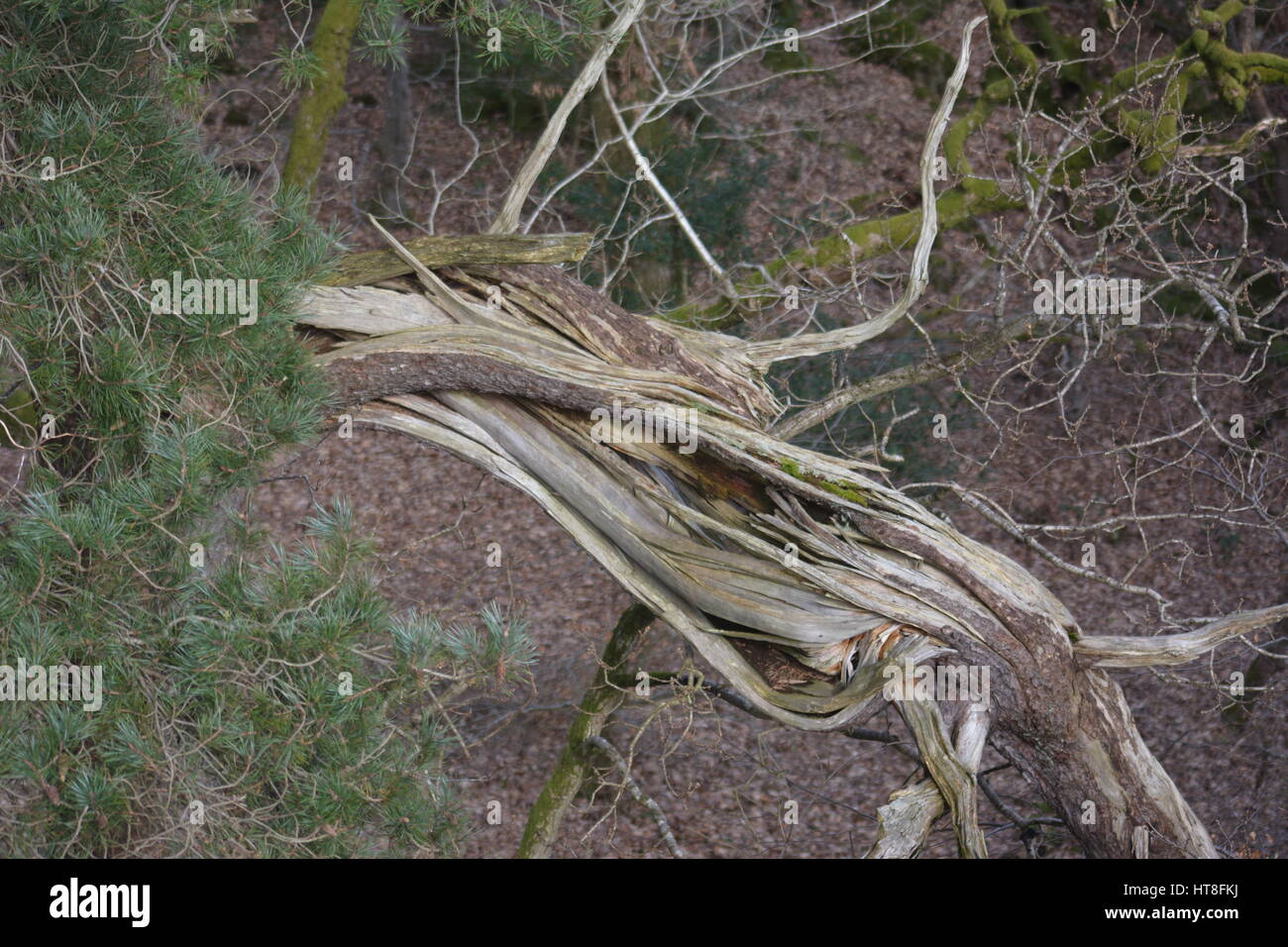 Fallen branch in a forest Stock Photo - Alamy