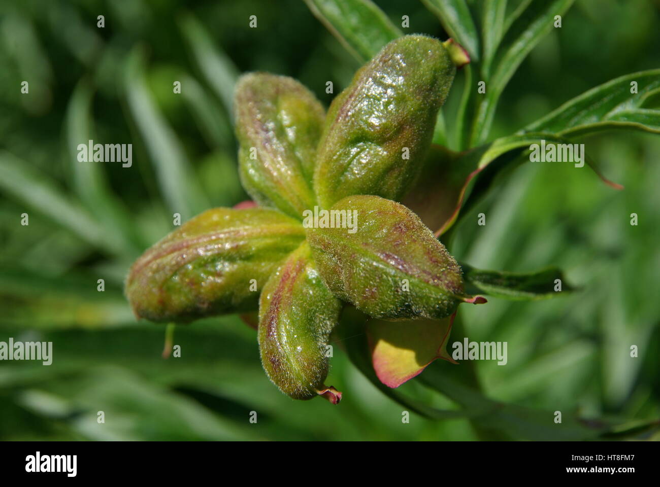 Beautiful mountain flowers. Flora of mountain ranges Stock Photo - Alamy
