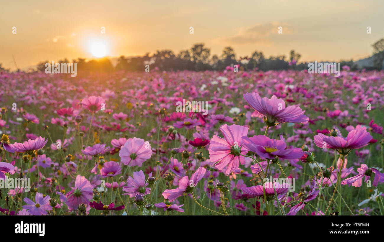 Pink and Red Cosmos flower field in the morning sunrise.Soft focus and blurred for background ...