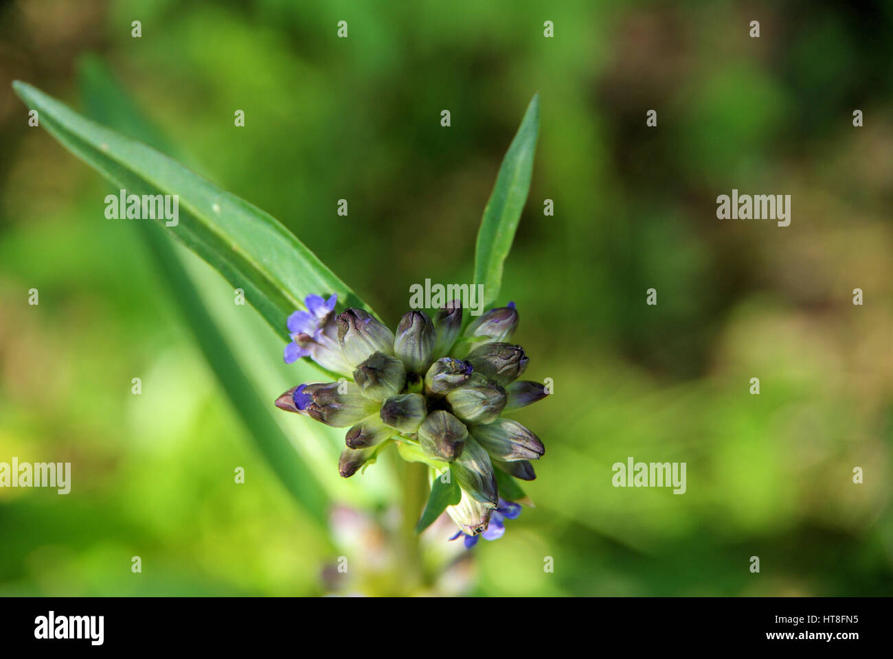 Beautiful mountain flowers. Flora of mountain ranges Stock Photo - Alamy
