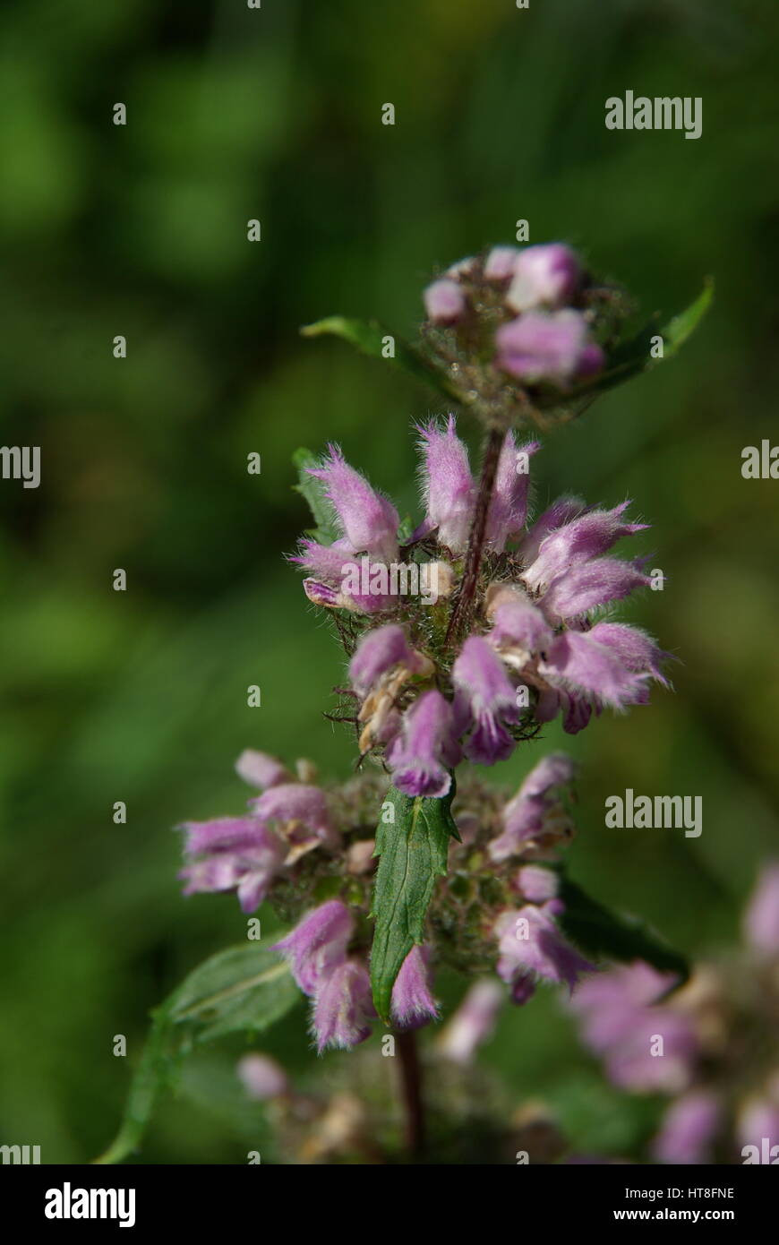 Beautiful mountain flowers. Flora of mountain ranges Stock Photo - Alamy