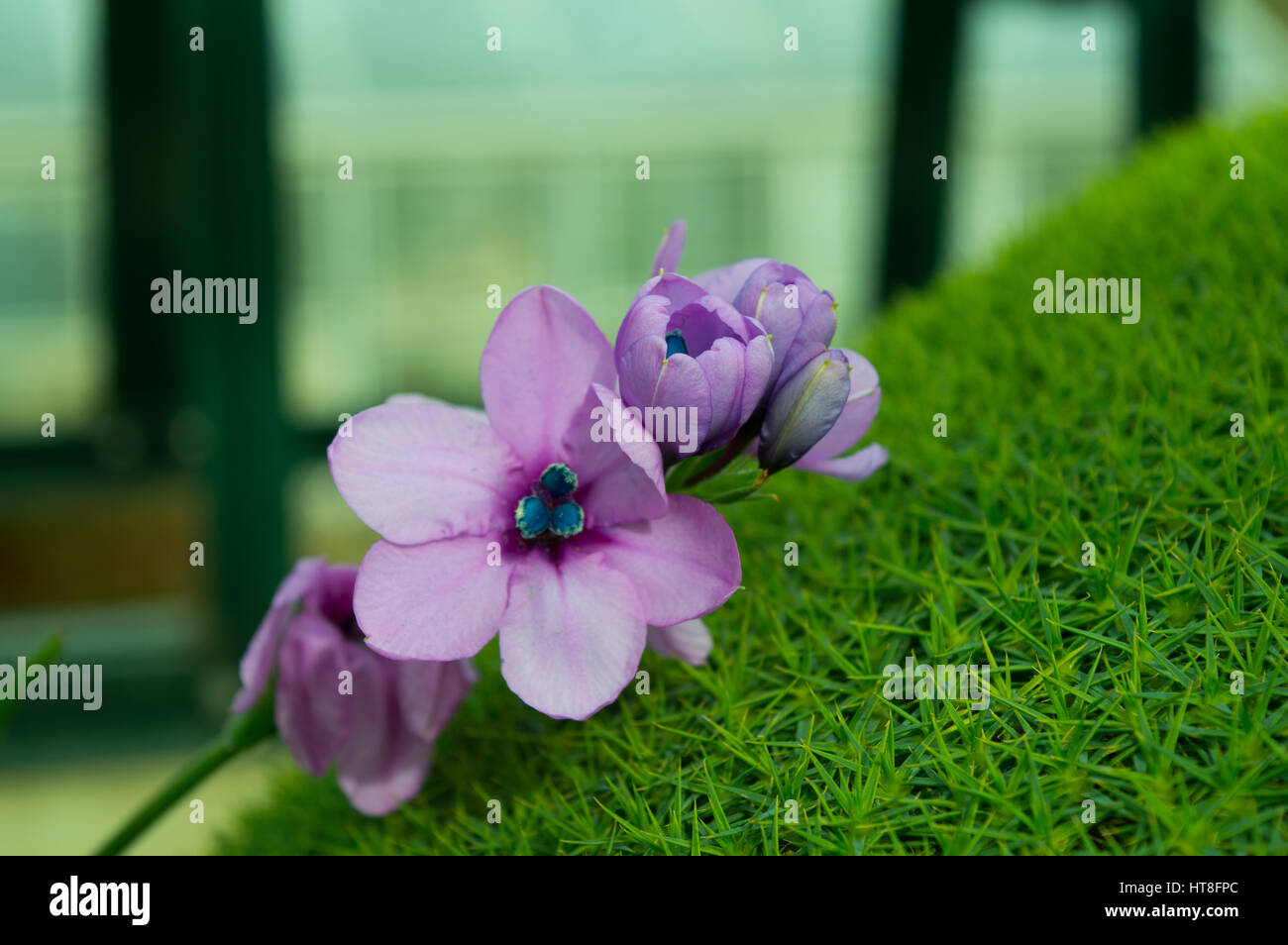 English lilac hi-res stock photography and images - Alamy