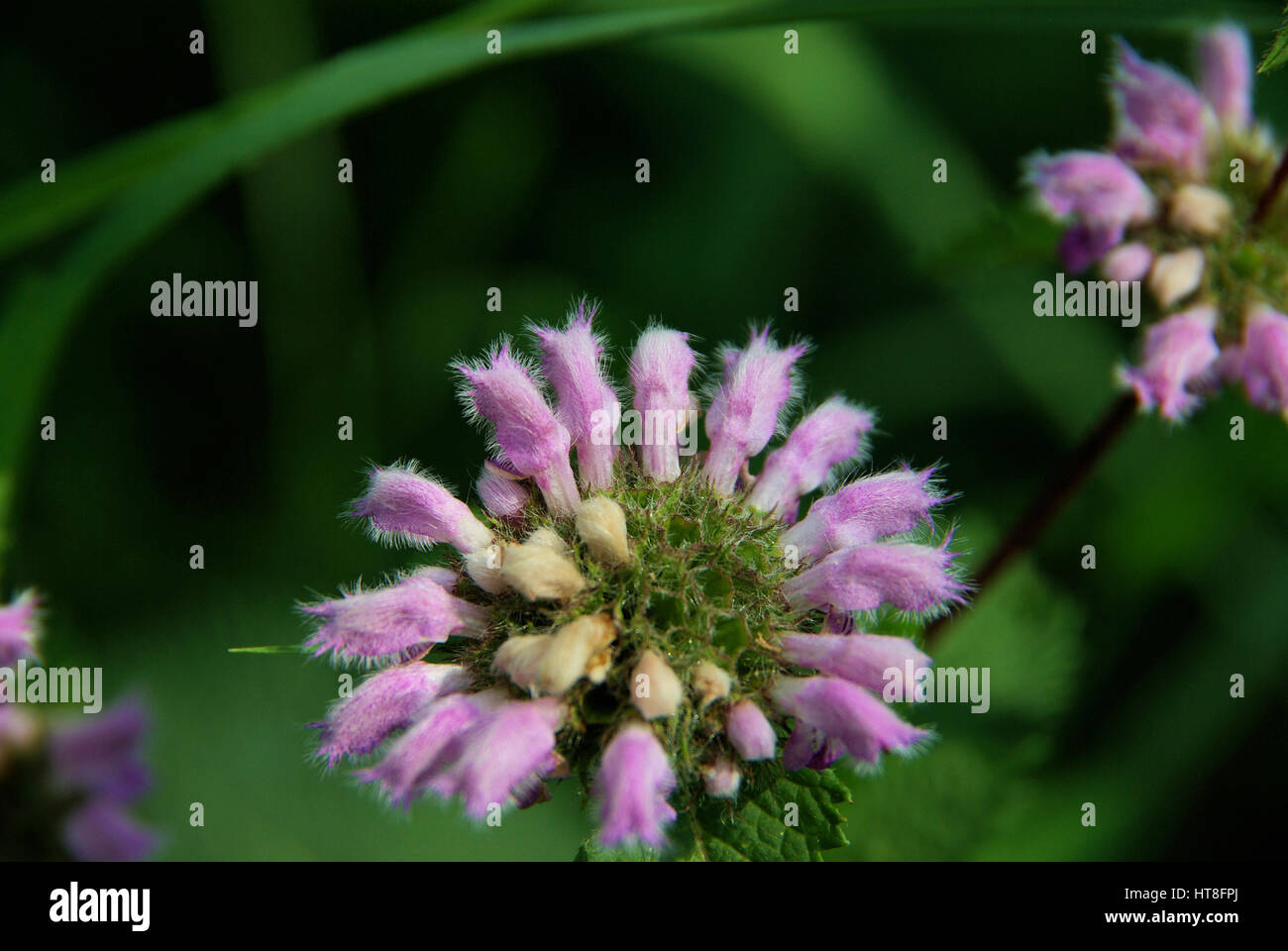 Beautiful mountain flowers. Flora of mountain ranges Stock Photo - Alamy