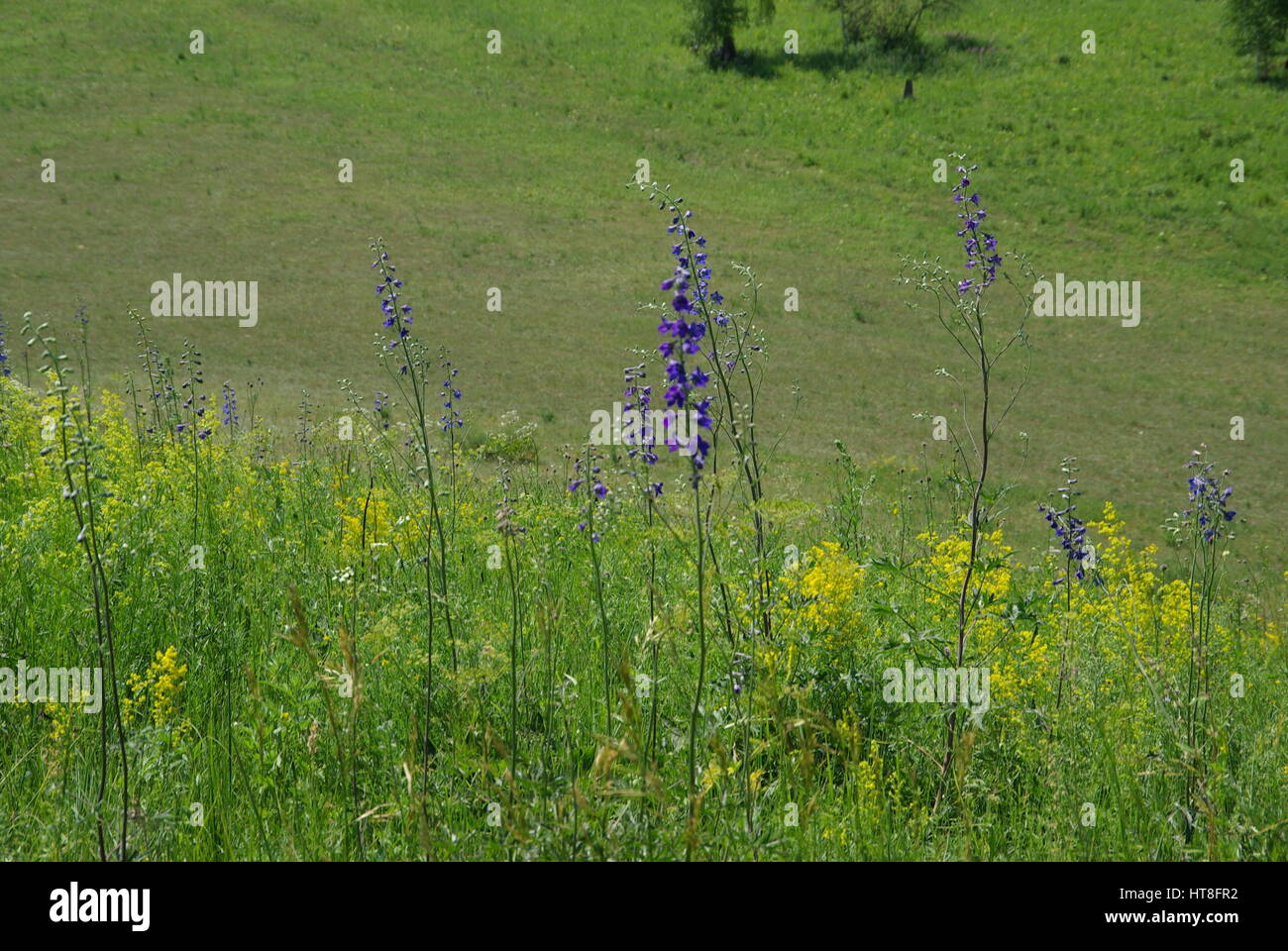 Beautiful mountain flowers. Flora of mountain ranges Stock Photo - Alamy