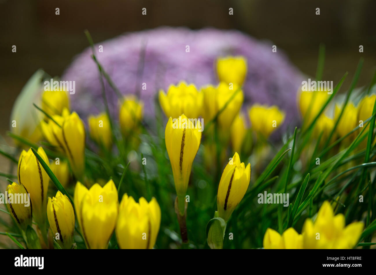 Yellow flowers in Spring Stock Photo - Alamy