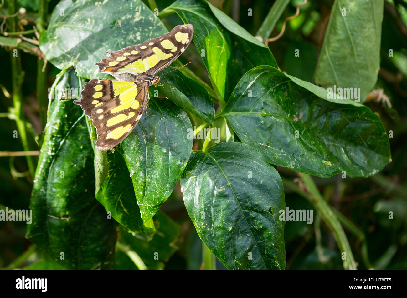 Butterfly on Leaf Stock Photo - Alamy