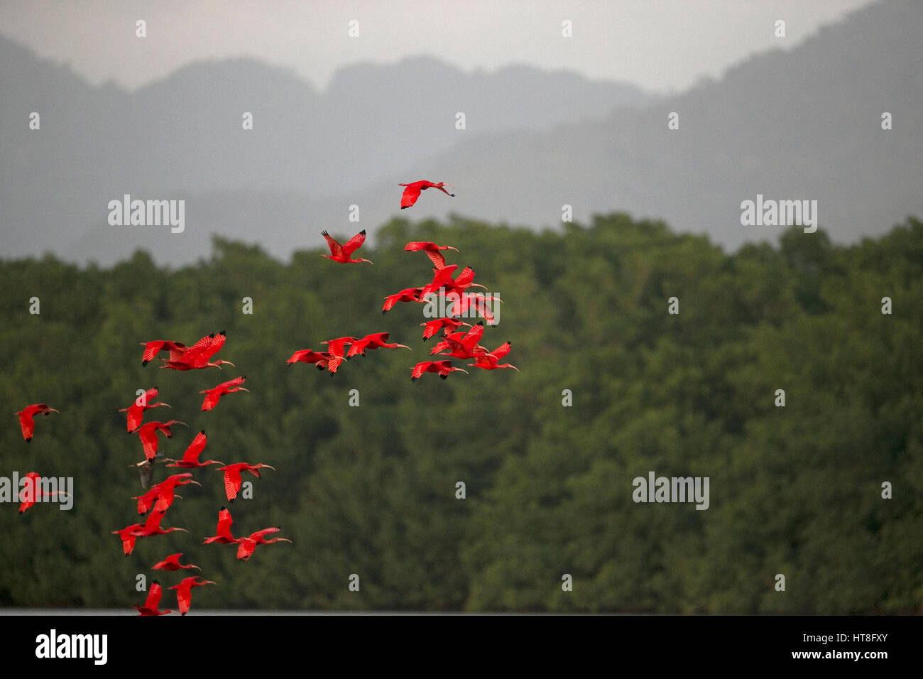 Scarlet ibis birds in flight hi-res stock photography and images - Alamy
